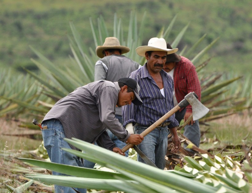 Mexican mezcal is making waves – Business Destinations – Make travel ...