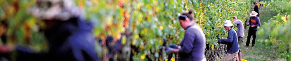 Backpacker tourism: Australia’s wandering workforce – Business ...